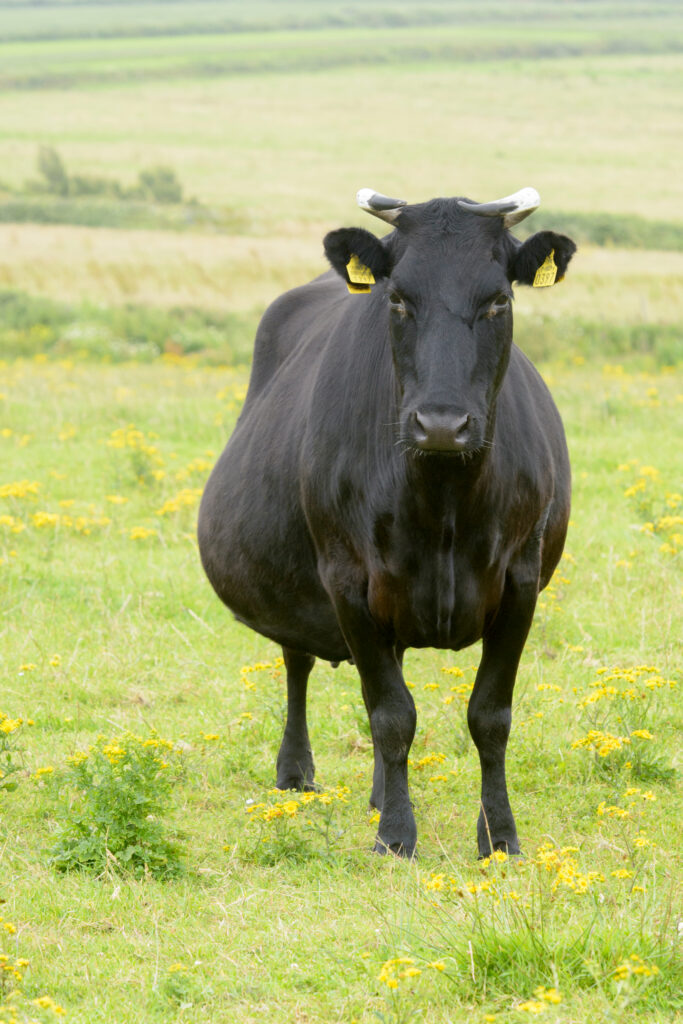 A Homage to the Kerry Cow, by Hans Wieland - Positive Life